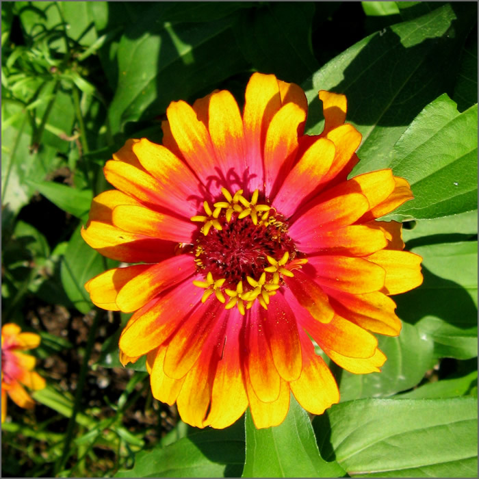 Zinnia – Yellow Flame – Sunnyvale-Garden
