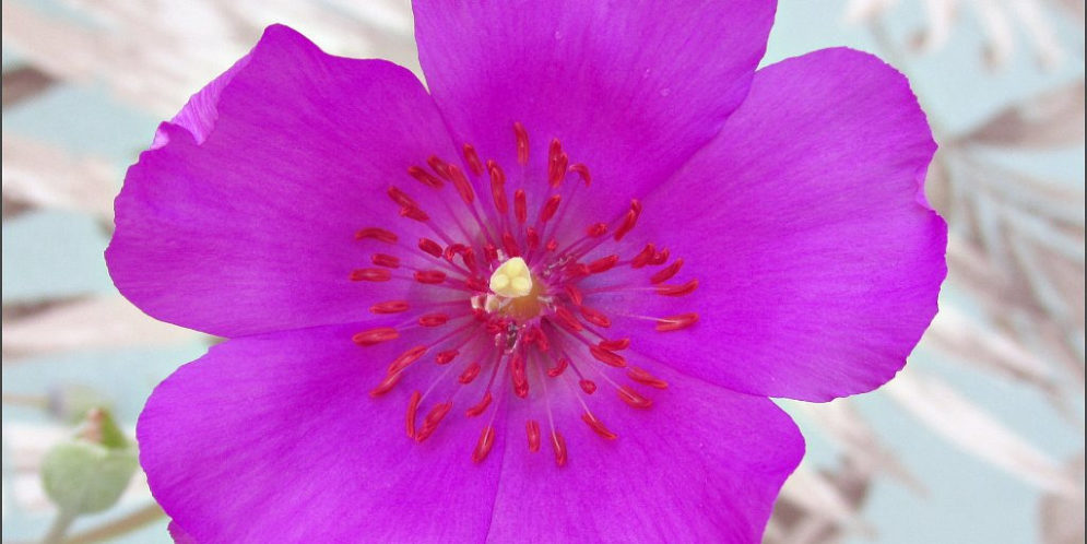 Calandrinia Spectabilis – Sunnyvale-Garden