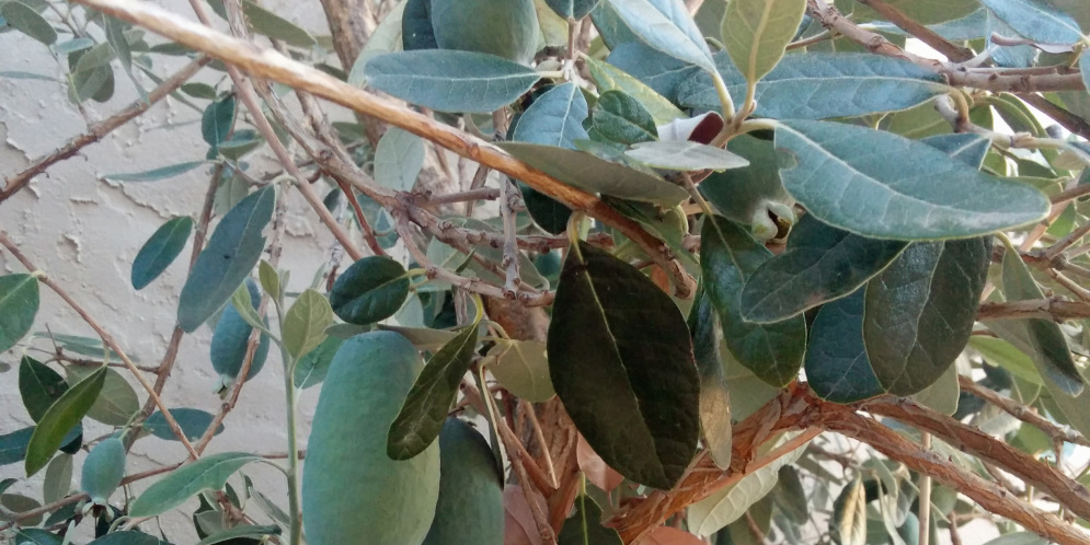 Feijoa – Sunnyvale-Garden
