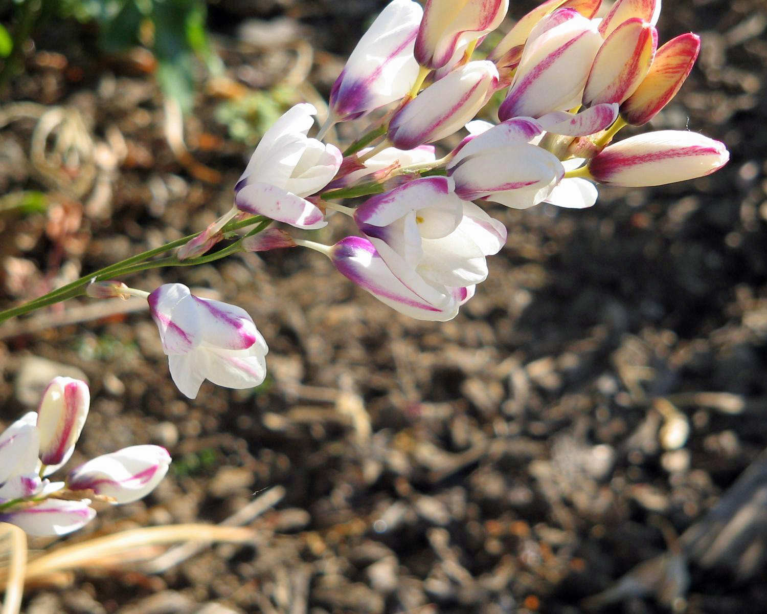 Ixia – Sunnyvale-Garden