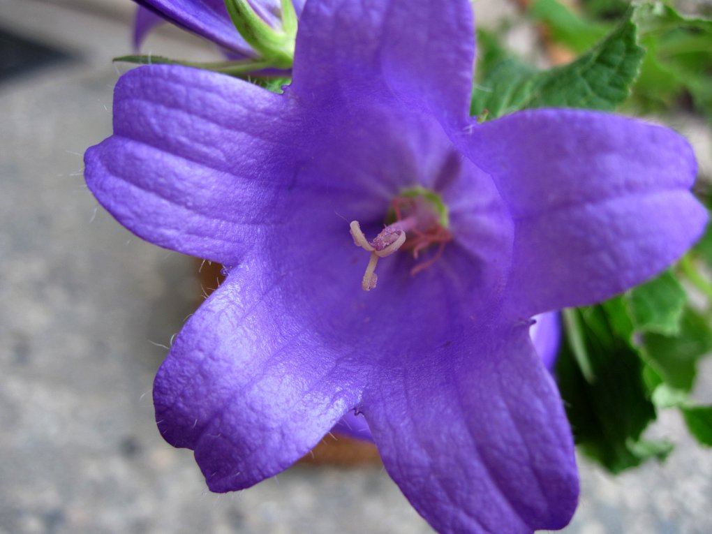 Bellflower – Sunnyvale-Garden