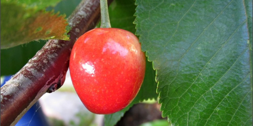 Cherry – Bing – Sunnyvale-Garden
