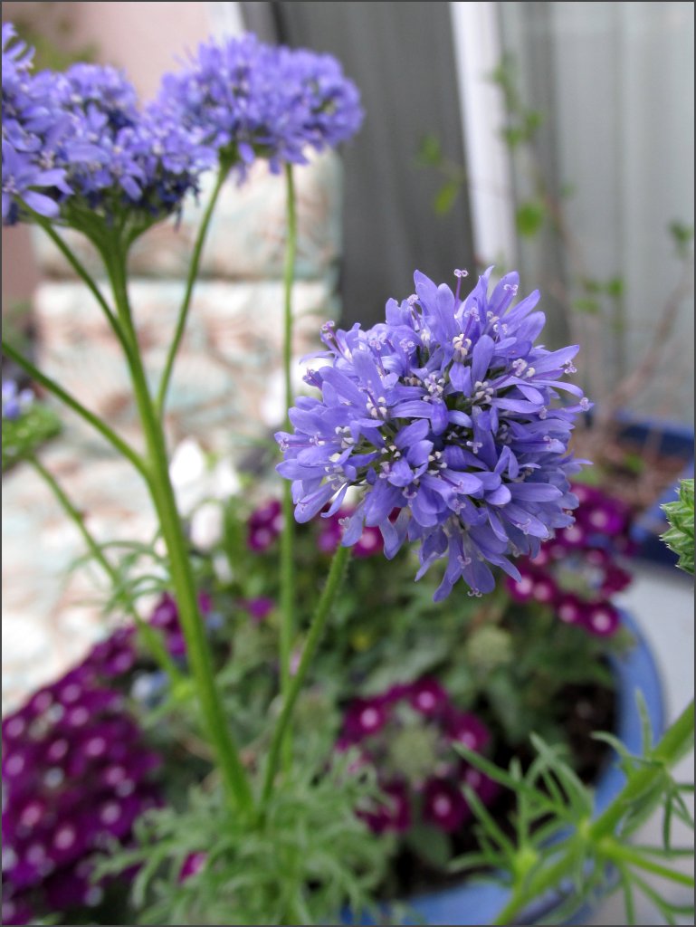 Blue Thimble Flower – Sunnyvale-Garden