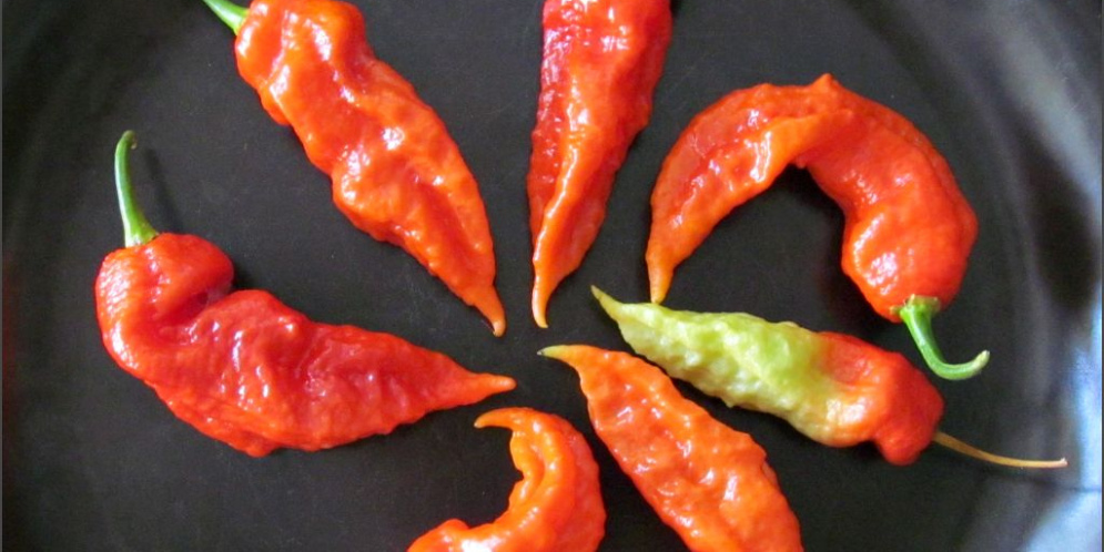 Chile – Bhut Jolokia – Sunnyvale-Garden