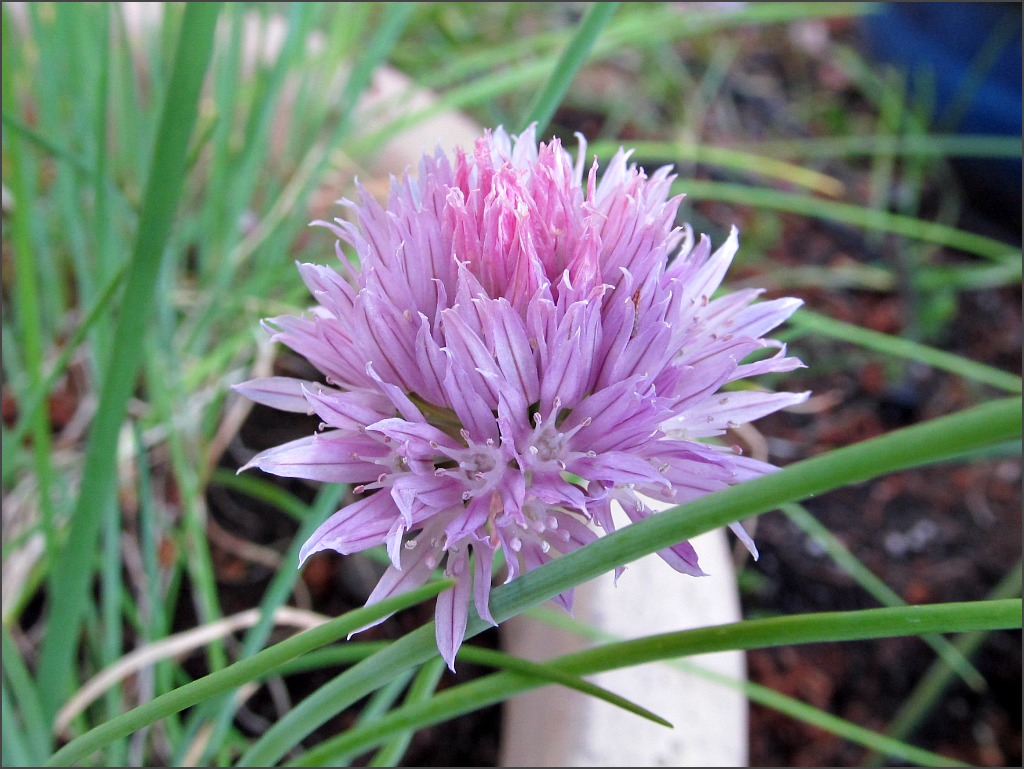 Chive – Sunnyvale-Garden