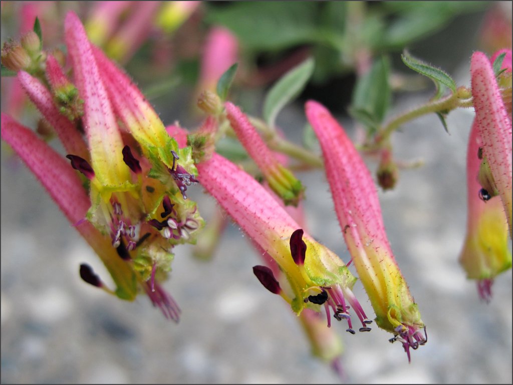 Cuphea cynea – Sunnyvale-Garden