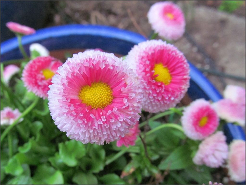 English Daisy – Sunnyvale-Garden