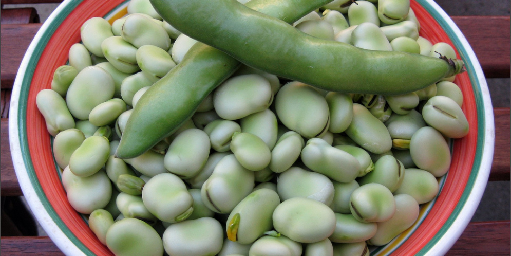 Fava Beans – Sunnyvale-Garden
