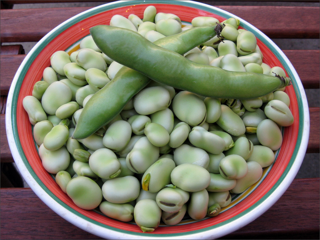 Fava Beans – Sunnyvale-Garden