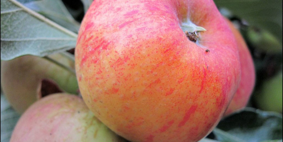 Apple – Gala – Sunnyvale-Garden