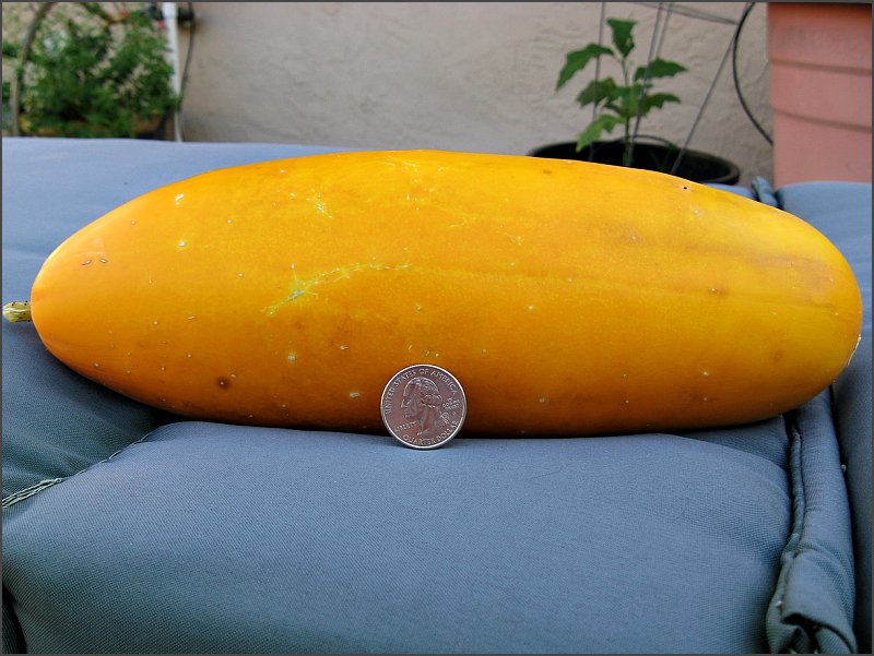 Cucumber – Hmong – Sunnyvale-Garden