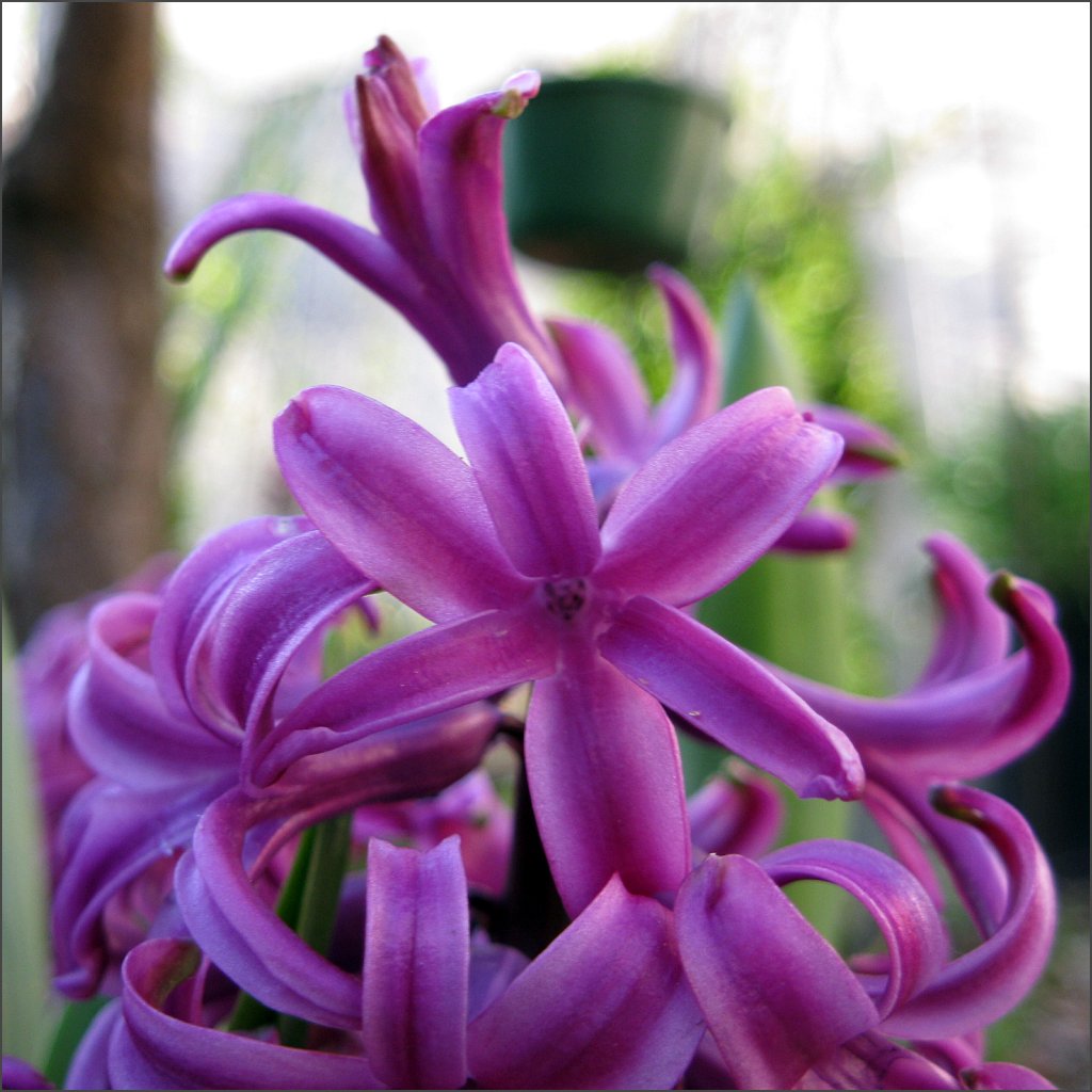 Hyacinth – Sunnyvale-Garden