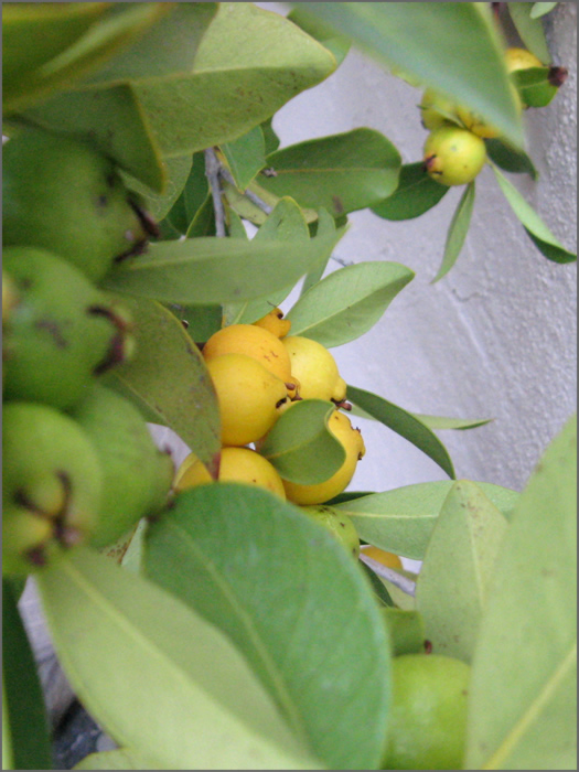 Guava – Lemon – Sunnyvale-Garden