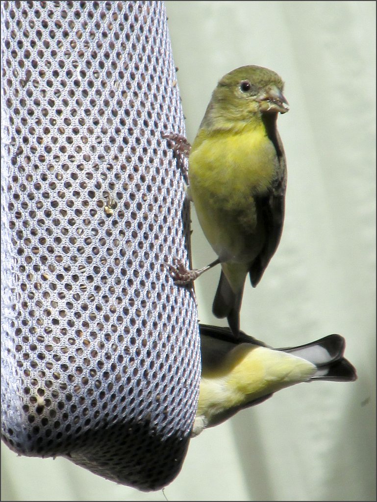 Lesser Goldfinch – Sunnyvale-Garden