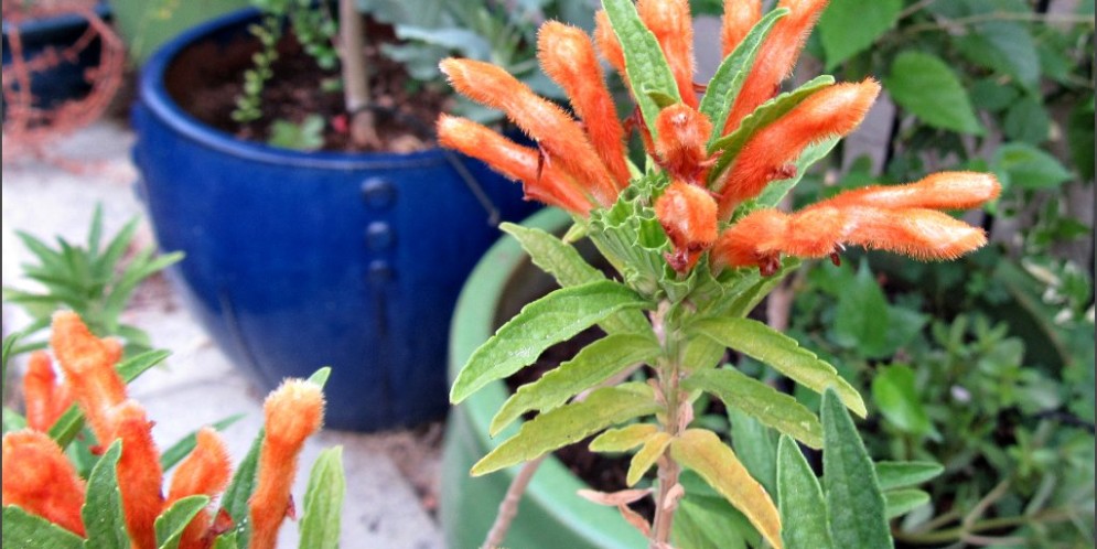 Lion’s Tail – Sunnyvale-Garden