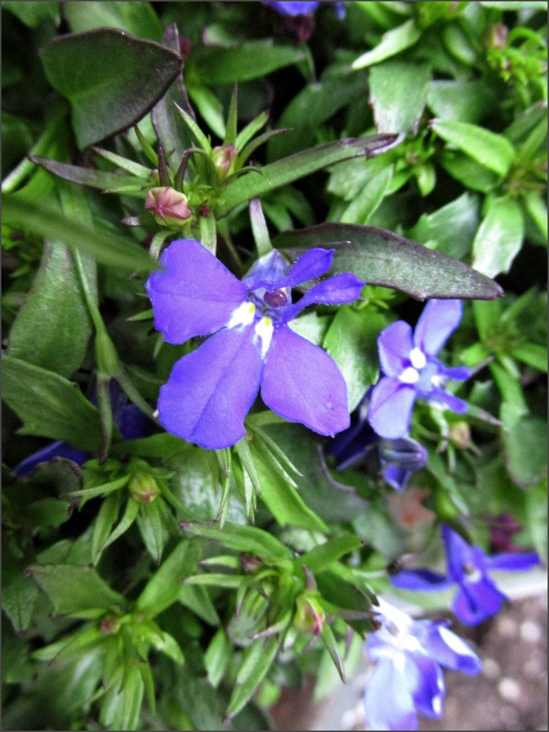 Lobelia – Sunnyvale-Garden