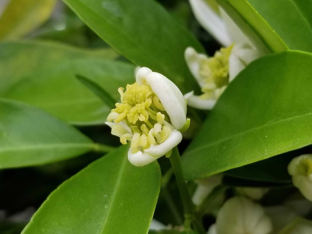 Orange – Washington Navel – Sunnyvale-Garden