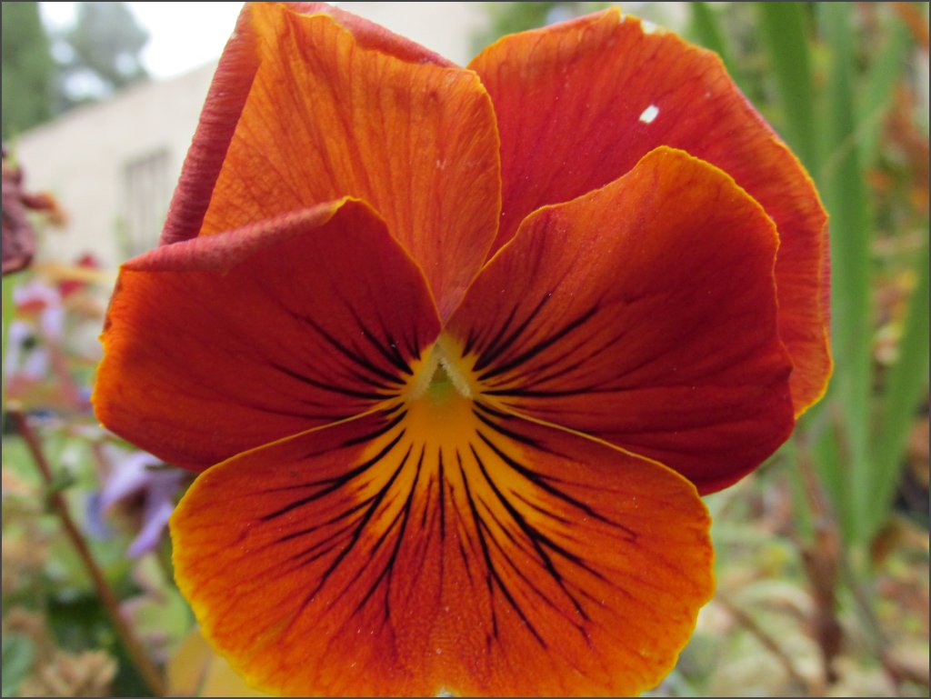 Pansy – Sunnyvale-Garden