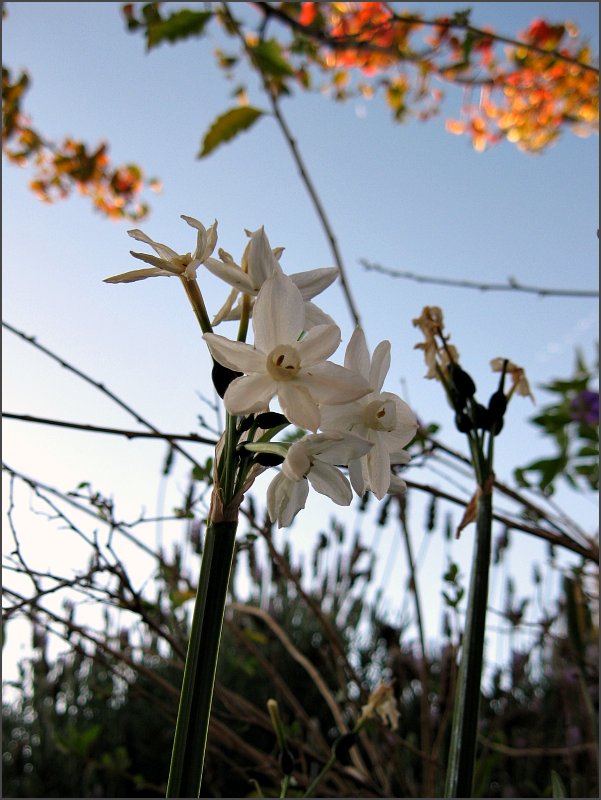 Narcissus – Paper White – Sunnyvale-Garden