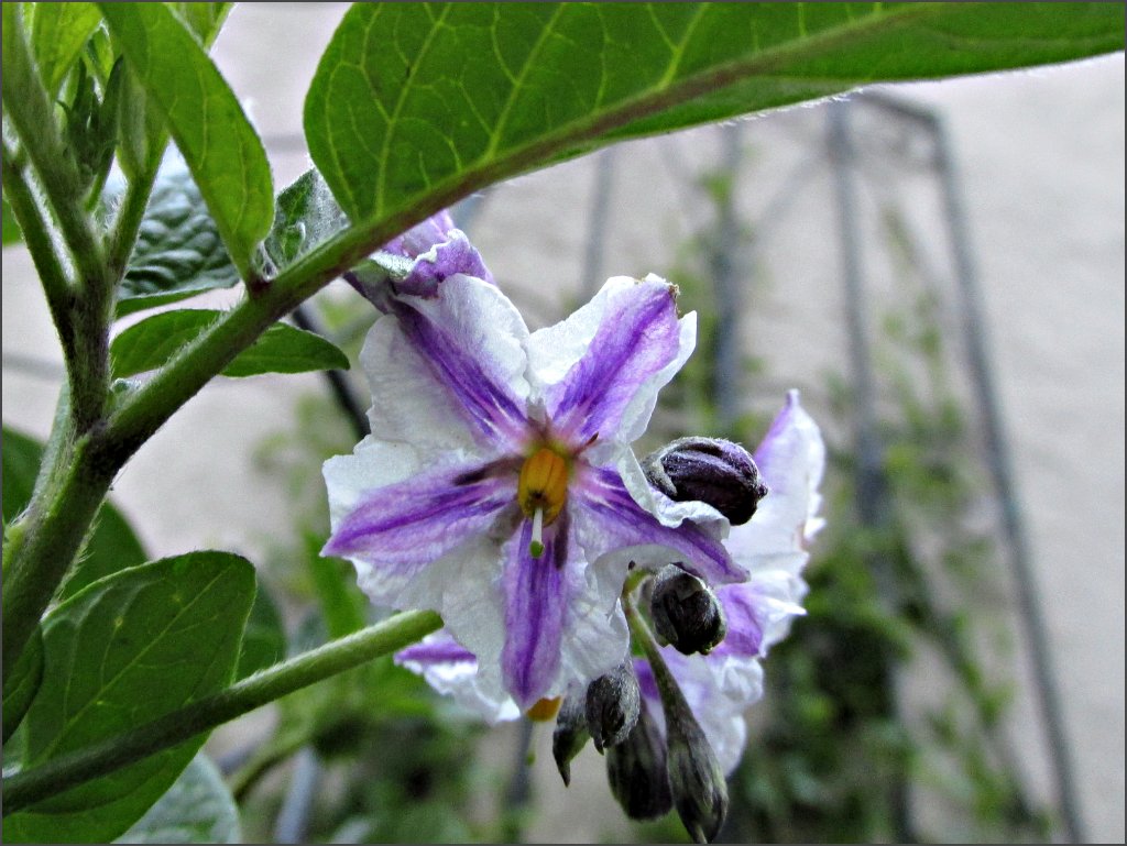 Pepino Dulce – Sunnyvale-Garden