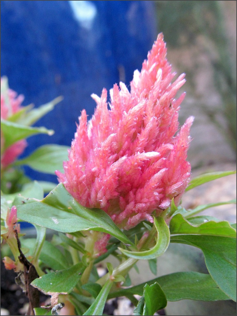 Celosia – Sunnyvale-Garden