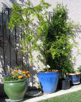 Dwarf Weeping Santa Rosa Plum Tree 🍒 Happy National Cherry Day!