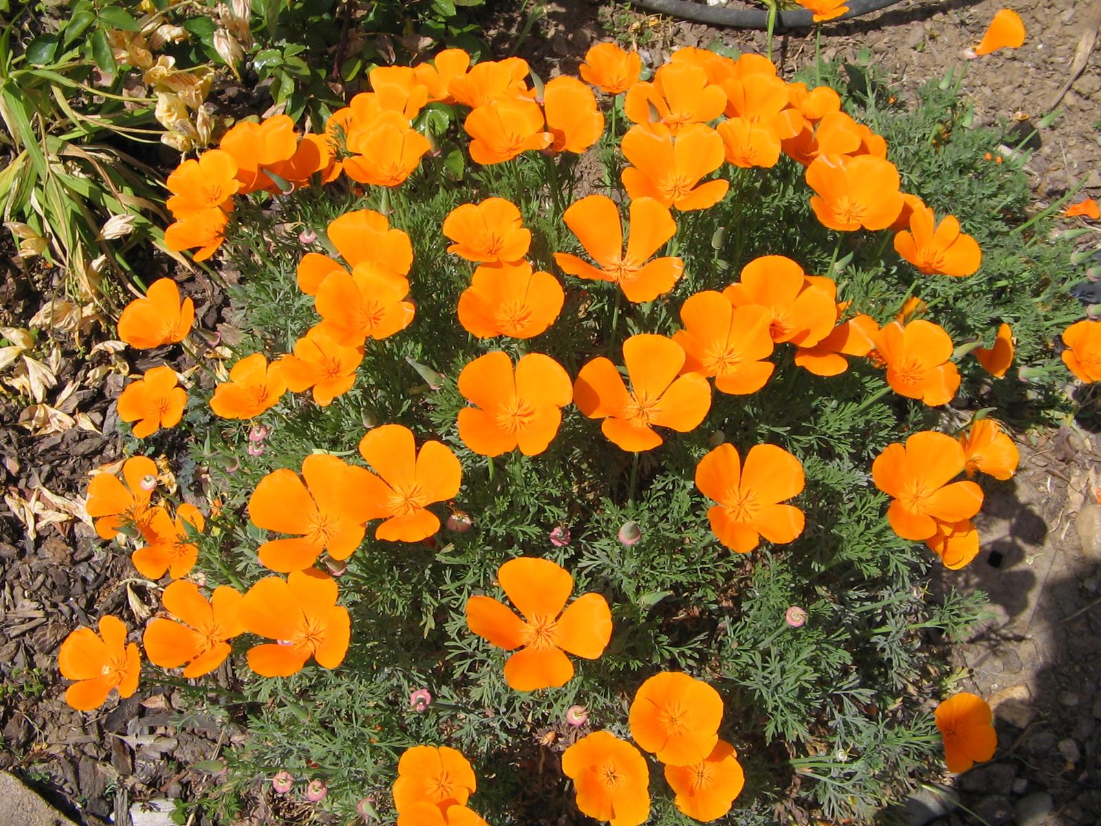 California Poppies – Sunnyvale-Garden