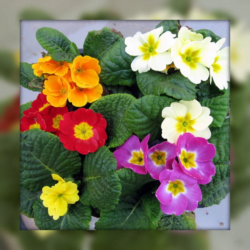 Primrose – Sunnyvale-Garden