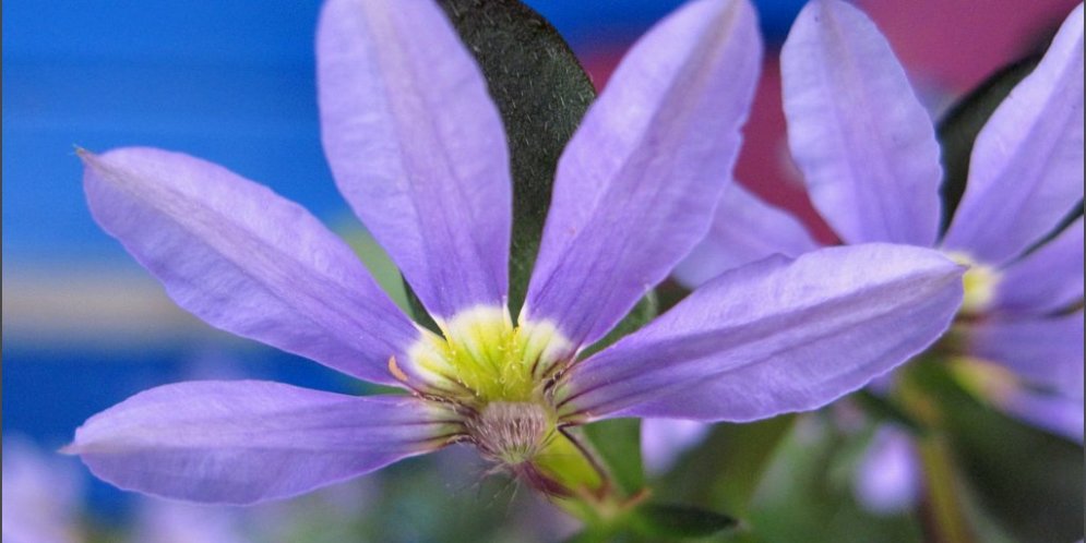 Fan Flower – Sunnyvale-Garden