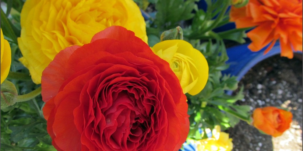 Ranunculus – Sunnyvale-Garden