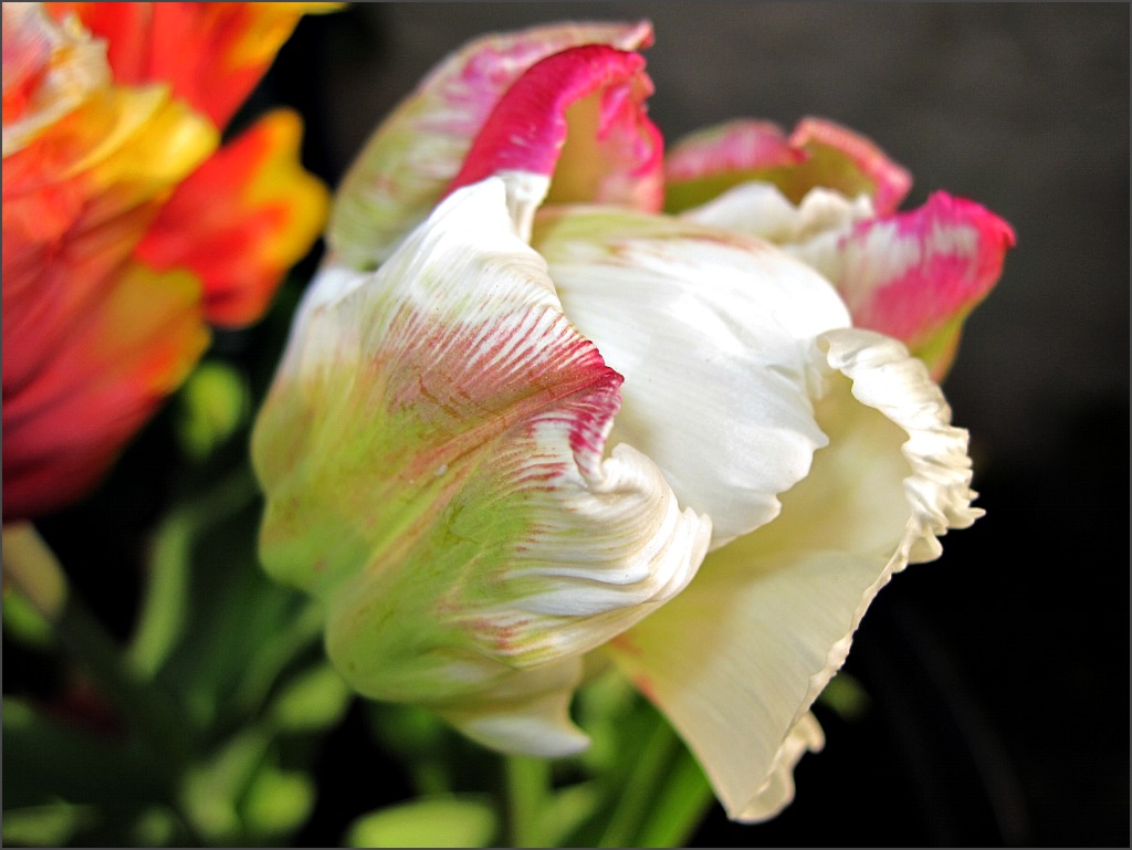 Tulip – Ruffled – Sunnyvale-Garden