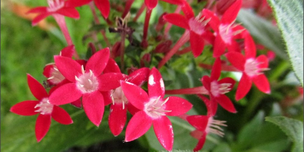 Pentas – Scarlet Red – Sunnyvale-Garden