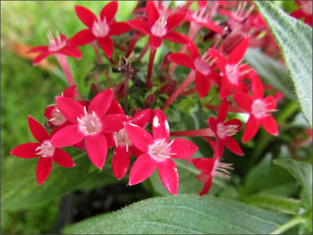 Pentas – Scarlet Red – Sunnyvale-Garden