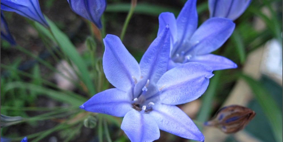 Squill – Sunnyvale-Garden