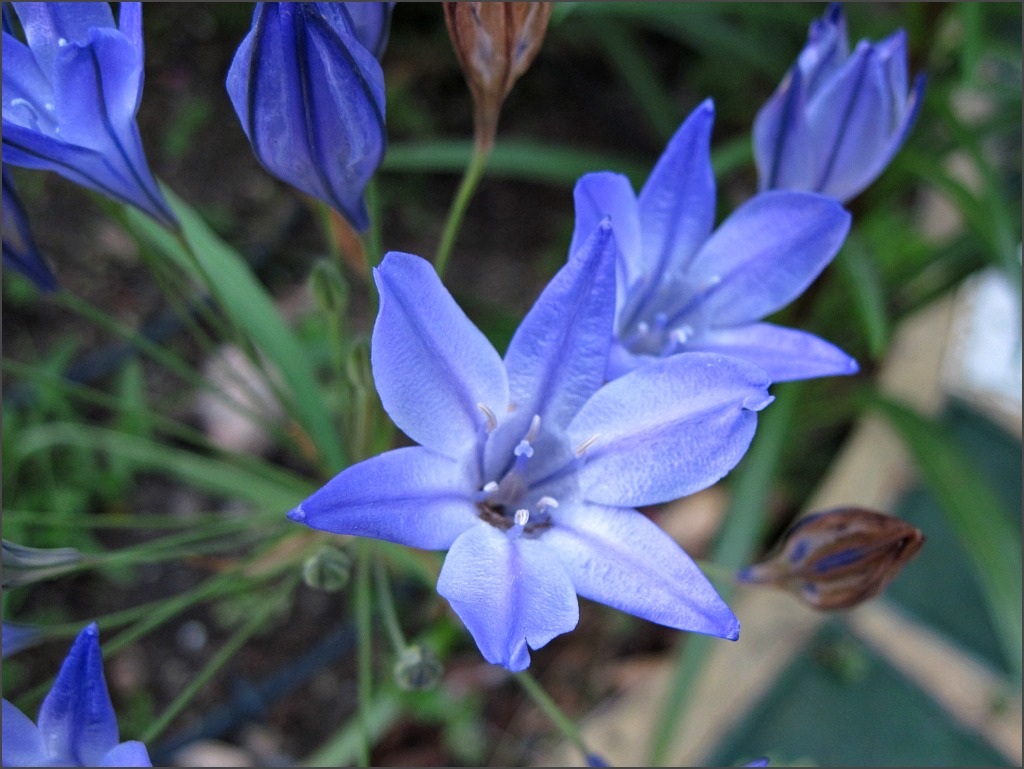 Squill – Sunnyvale-Garden