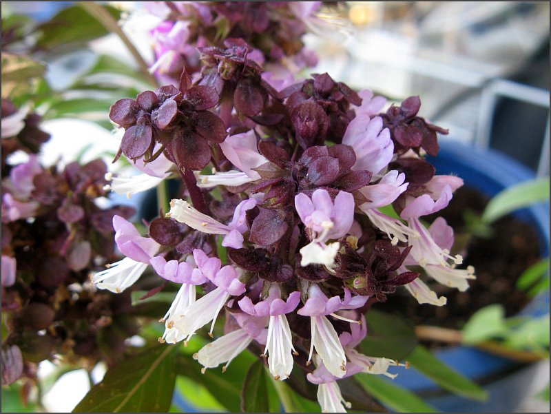 Basil – Thai – Sunnyvale-Garden