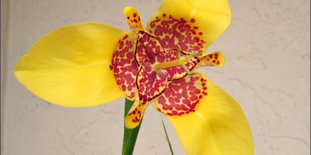 Tigridia – Sunnyvale-Garden