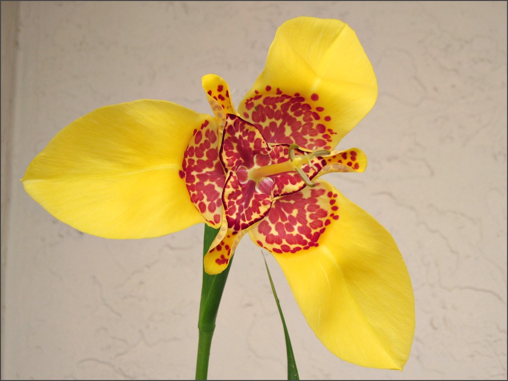 Tigridia – Sunnyvale-Garden