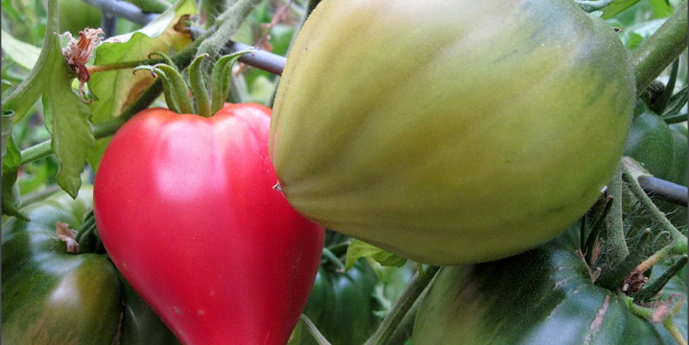 Tomato – Anna Russian – Sunnyvale-Garden