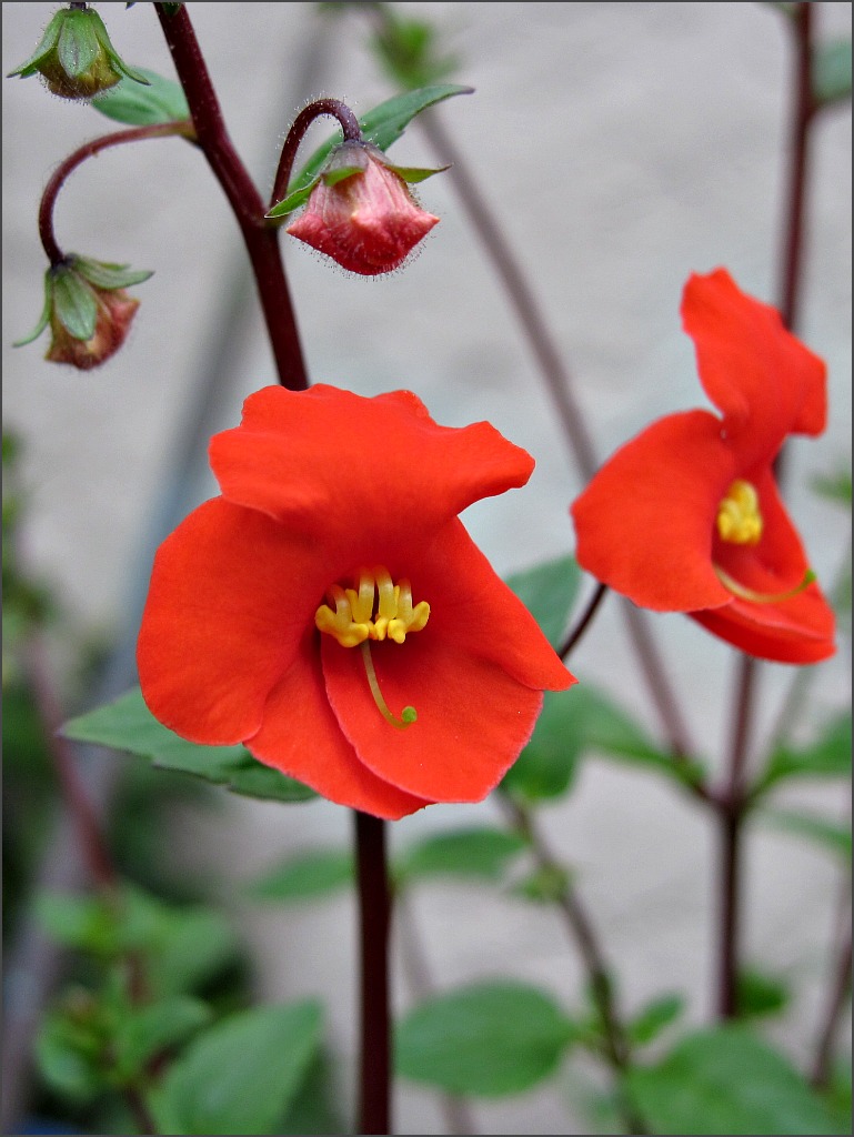 Alonsoa meridionalis – Sunnyvale-Garden