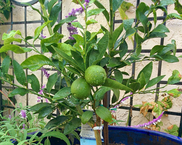 Bearss Lime – Sunnyvale-Garden