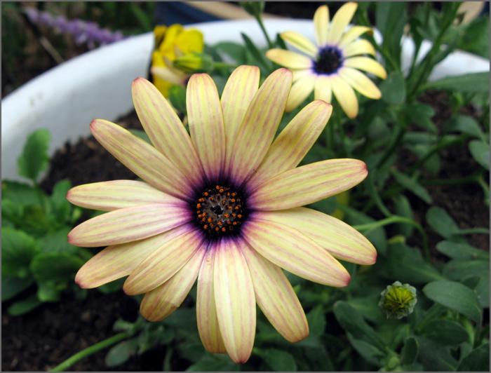 Cape Daisy – Sunnyvale-Garden