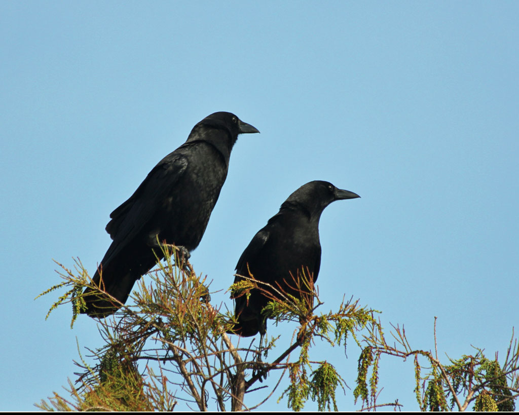 Crow In Tree