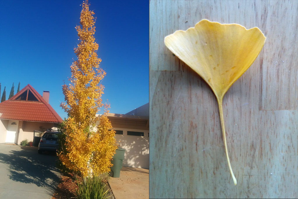 Gingko Biloba – Sunnyvale-Garden