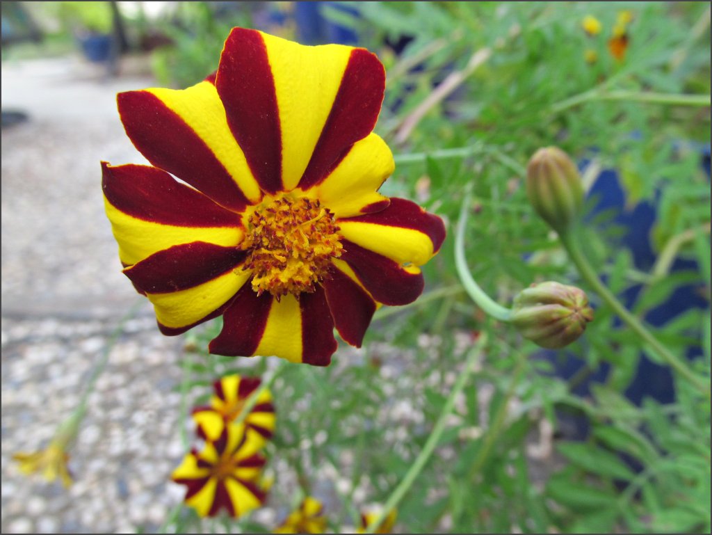 Marigold – Jolly Jester – Sunnyvale-Garden