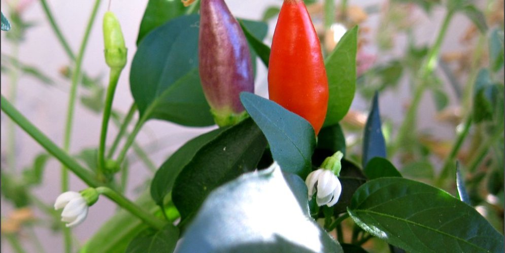 Chile – Pequin – Sunnyvale-Garden