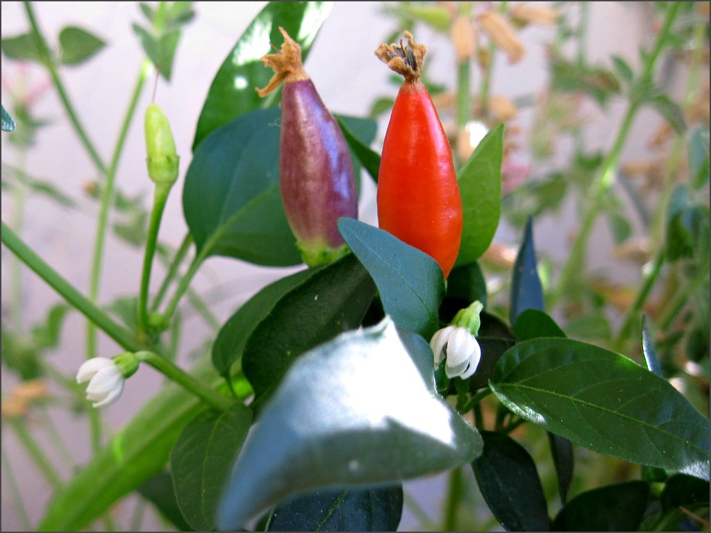 Chile – Pequin – Sunnyvale-Garden