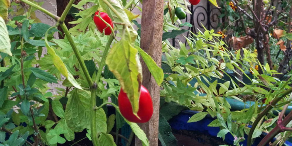 Chile – Rocoto Red – Sunnyvale-Garden
