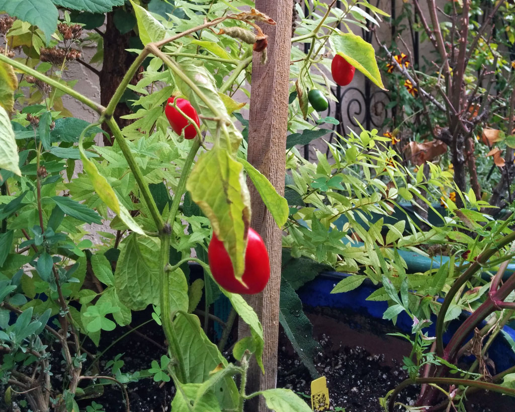 Chile – Rocoto Red – Sunnyvale-Garden