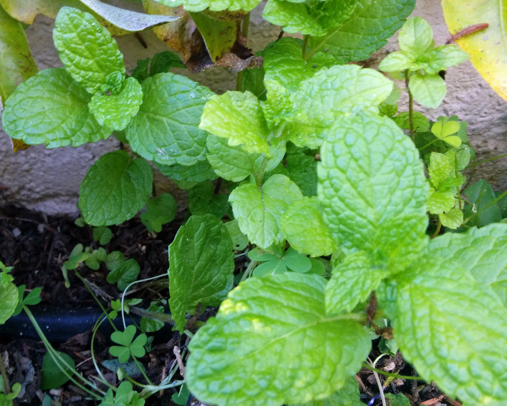 Spearmint – Sunnyvale-Garden